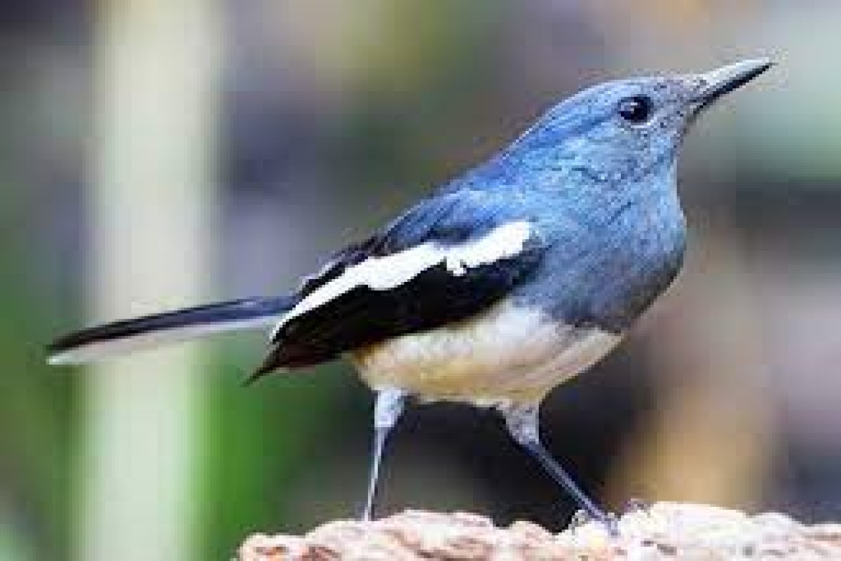 Panchlaish City Corporation Girls' High School | Home Page